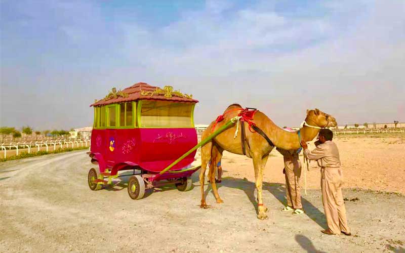 Camel Racing Dubai | Al Marmoom Camel Racing Track | Deals On Tickets
